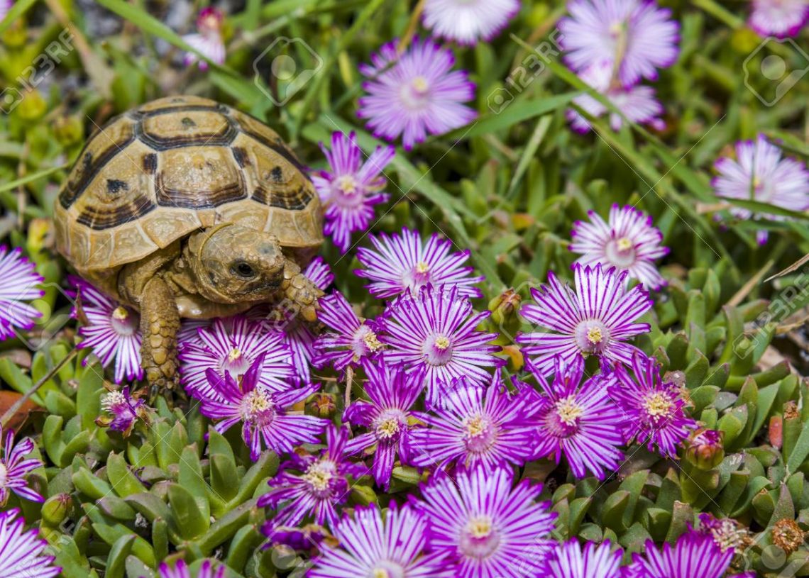 How To Moisturize A Turtle's Shell? | MyPetCareJoy