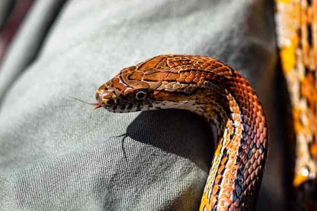 Corn Snake Temperature And Humidity Requirements | MyPetCareJoy