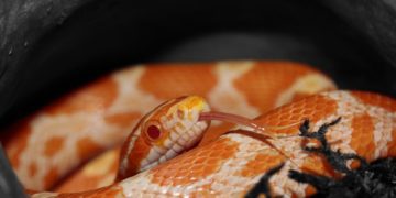 Corn Snake Temperature And Humidity Requirements | MyPetCareJoy