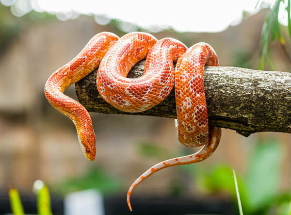 Corn Snake Humidity Care guide | MyPetCareJoy