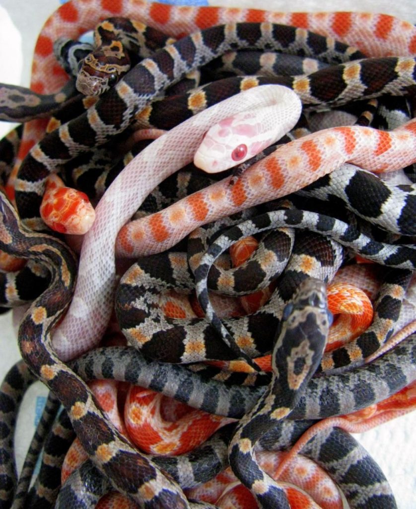 Corn Snake morphs-and-colors | MyPetCareJoy
