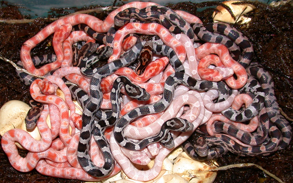 Corn-Snake morphs-and-colors | MyPetCareJoy