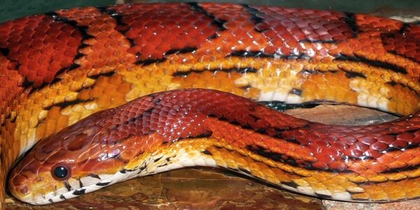 How To Determine A Corn Snake’s Age | MyPetCareJoy