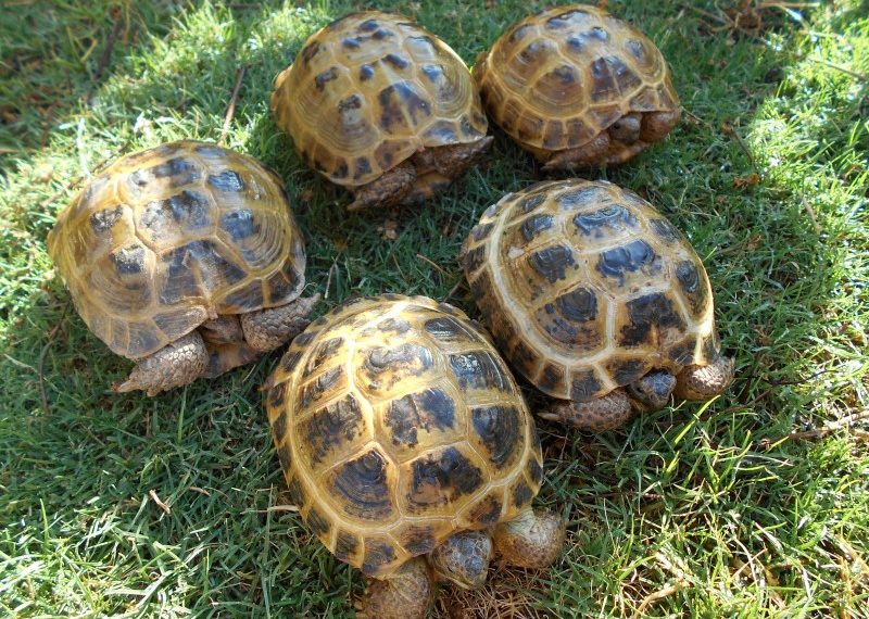 Turtle Shell Rot: Symptoms, Causes and Treatments | MyPetCareJoy