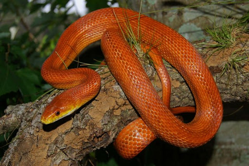 How Do I Know If My Corn Snake Is Dying? | MyPetCareJoy