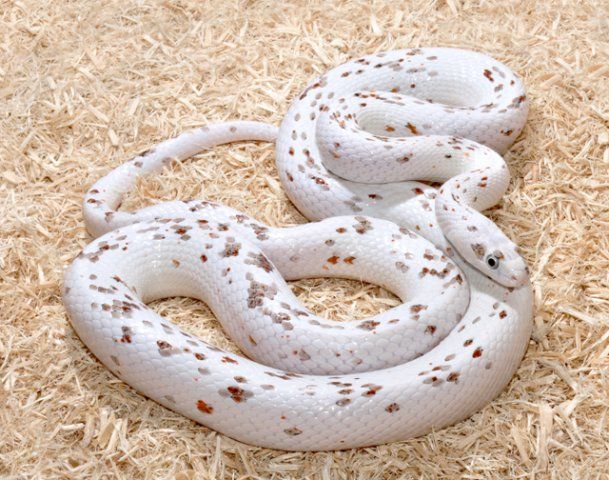 Best Corn Snake Morphs | MyPetCareJoy