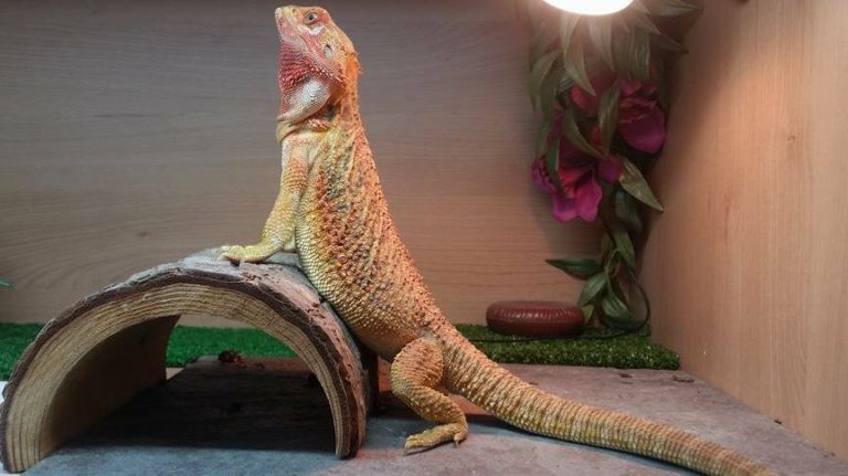 Bearded Dragon Throwing up? Should I be worried? | MyPetCareJoy