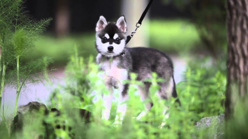 Alaskan Klee Kai: Everything You Need To Know | MyPetCareJoy