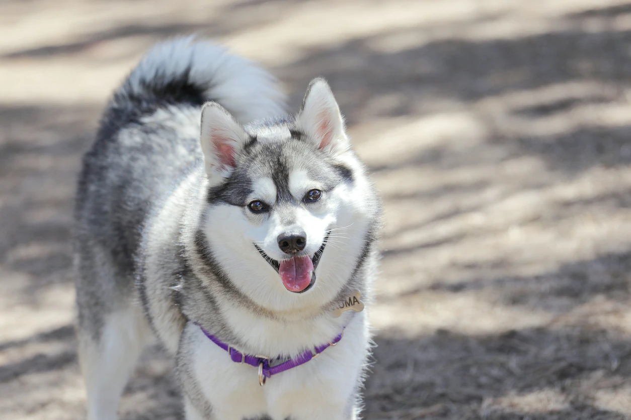 Alaskan Klee Kai: Everything You Need To Know | MyPetCareJoy