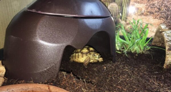 3 Best Hide Boxes For Turtles | MyPetCareJoy