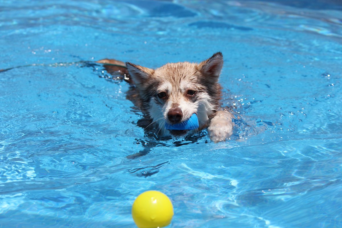 Can Alaskan Klee Kai Swim? | MyPetCareJoy
