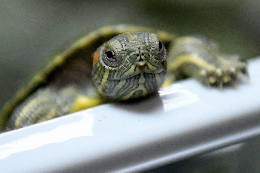 Turtles Guide | MyPetCareJoy