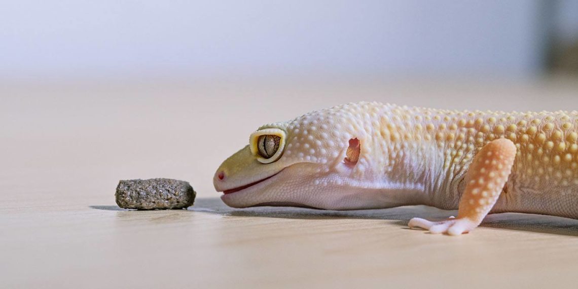 Why Is Baby Leopard Gecko Not Eating? | MyPetCareJoy