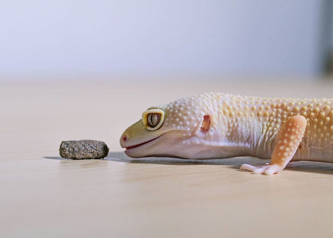 How to Create a Humid Hide For a Leopard Gecko? | MyPetCareJoy
