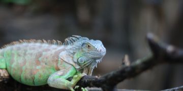 Do Iguanas Changes Color? | MyPetCareJoy