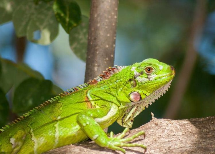 Do Iguanas Changes Color? | MyPetCareJoy