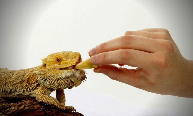 Bearded Dragon Throwing up? Should I be worried? | MyPetCareJoy