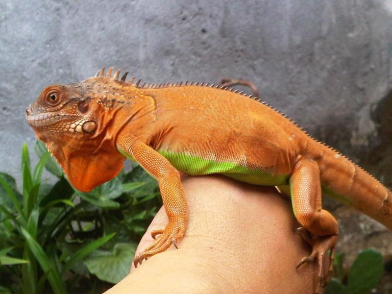 Do Iguanas Changes Color? | MyPetCareJoy