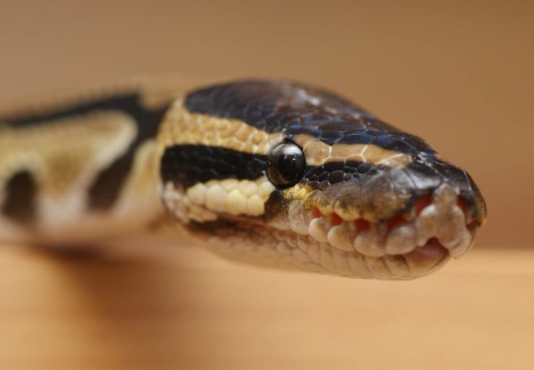 Why My Ball Python Is Not Eating? | MyPetCareJoy