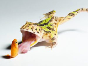 Pacman Frog Shedding – The Complete Guide | MyPetCareJoy