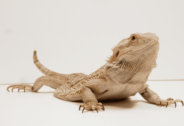 Why Is Your Bearded Dragon Dragging Its Back Legs? | MyPetCareJoy