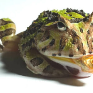 10 Best Plants For Pacman Frog | MyPetCareJoy