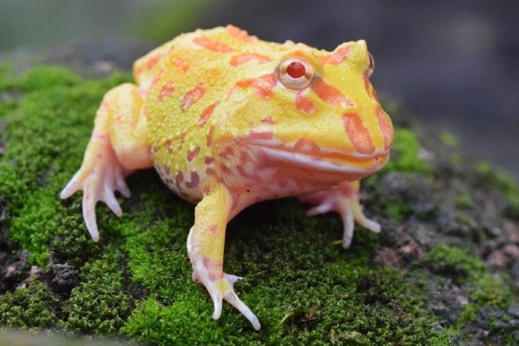Pacman Frog Shedding – The Complete Guide | MyPetCareJoy
