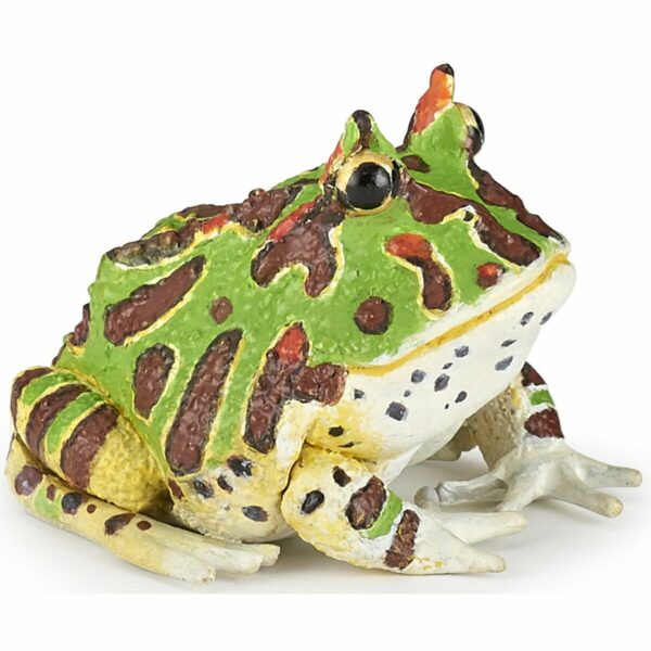 How to tell Pacman frog age? | MyPetCareJoy