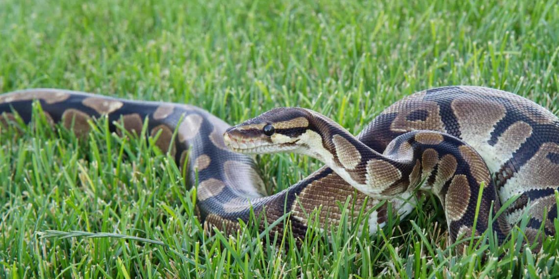 How Big Do Ball Pythons Get? | MyPetCareJoy