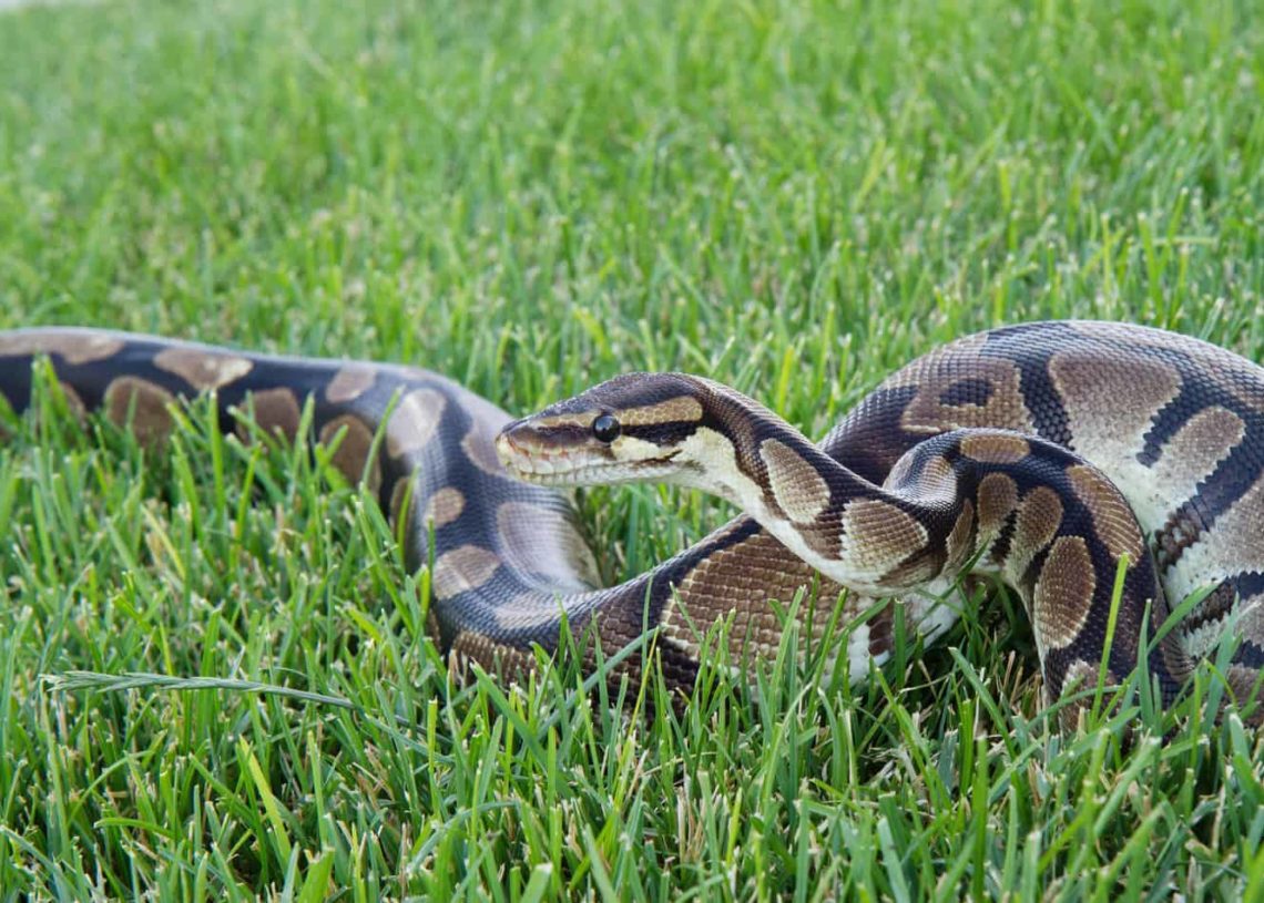 5 Best Racks For Ball Pythons | MyPetCareJoy