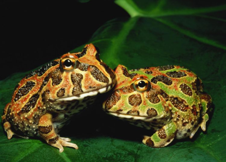 10 Most Popular Pet Frogs For Beginners | MyPetCareJoy