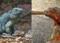Do Iguanas Changes Color? | MyPetCareJoy