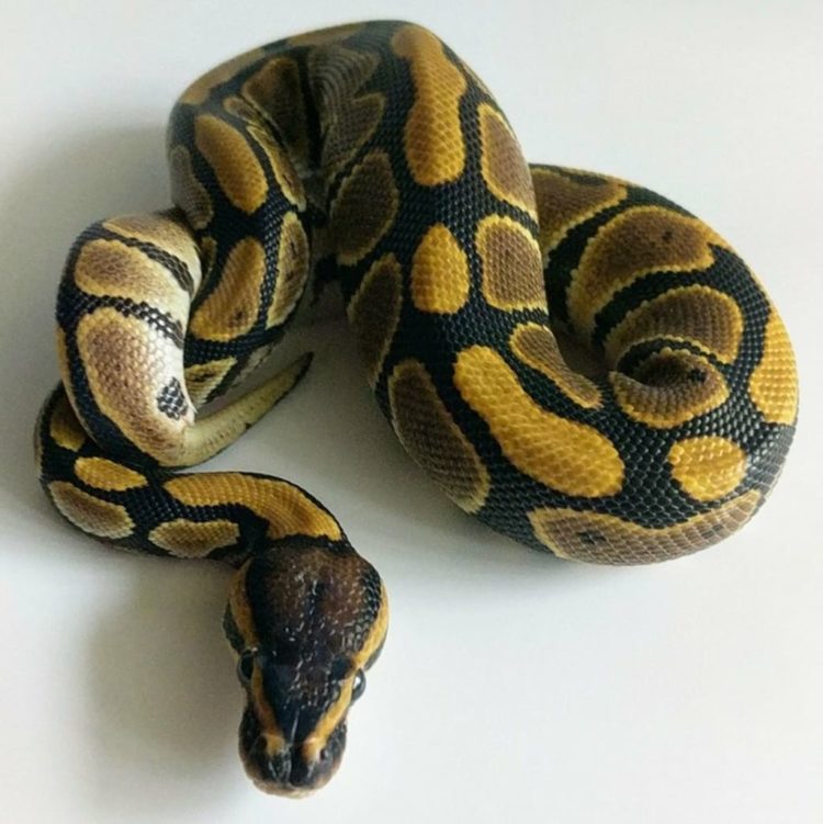 Can Ball Python Eat Hamster? | MyPetCareJoy