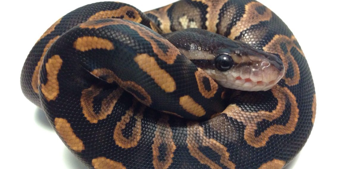 Can Ball Python Eat Hamster? | MyPetCareJoy