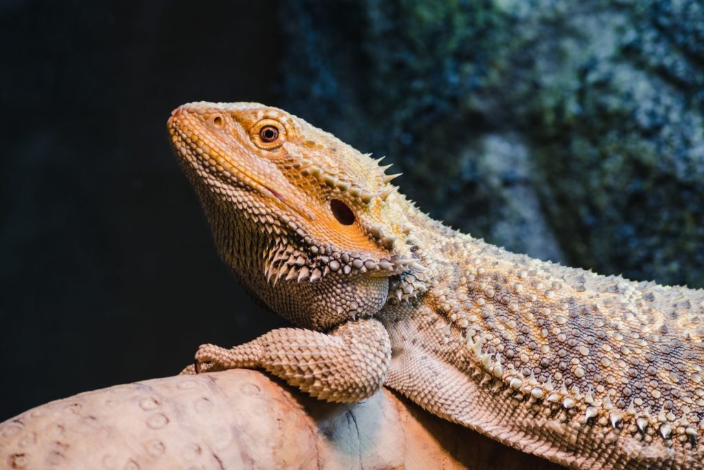 Can Bearded Dragons Eat Wheatgrass? | MyPetCareJoy