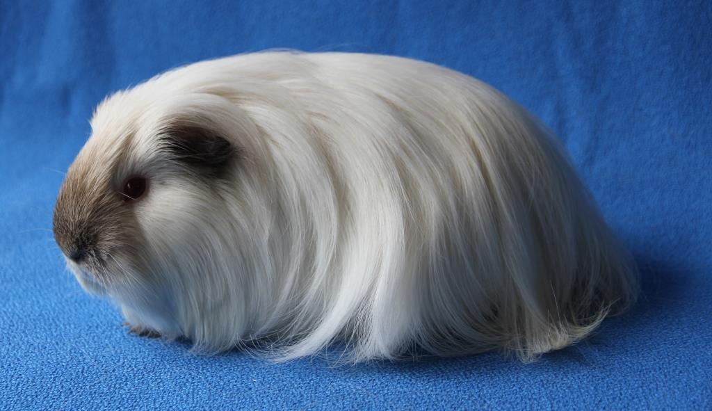 Sheltie Guinea Pig: Everything You Need To Know | MyPetCareJoy