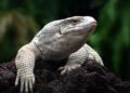 Savannah Monitor: Everything You Need To Know | MyPetCareJoy