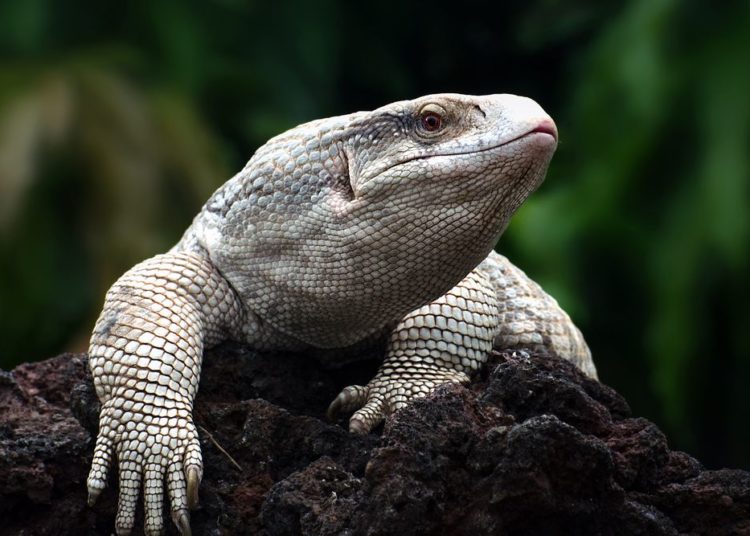 Savannah Monitor: Everything You Need To Know | MyPetCareJoy