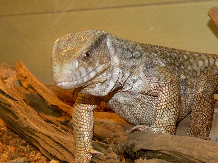 What Can My Savannah Monitor Eat? | MyPetCareJoy
