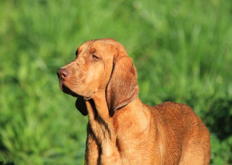 How To Train Your Redbone Coonhound? | MyPetCareJoy
