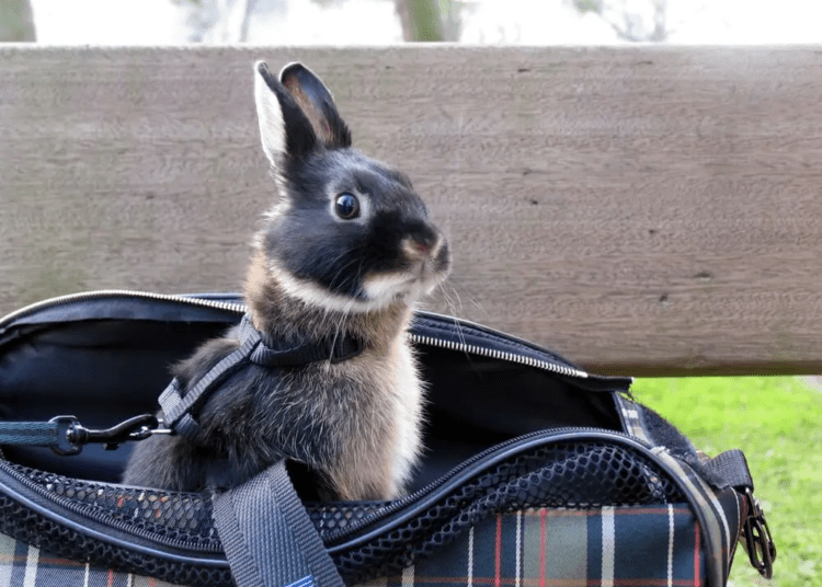 Himalayan Rabbit: Everything You Need To Know | MyPetCareJoy