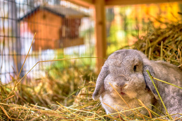 What Is The Best Flooring For A Rabbit Cage? | MyPetCareJoy