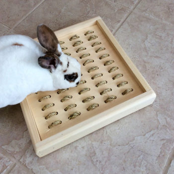 Enrichment Activities For Rabbits | MyPetCareJoy