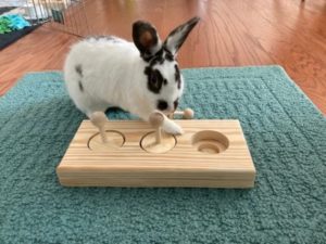 Enrichment-Activities For Rabbits | MyPetCareJoy
