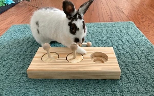 Enrichment Activities For Rabbits | MyPetCareJoy