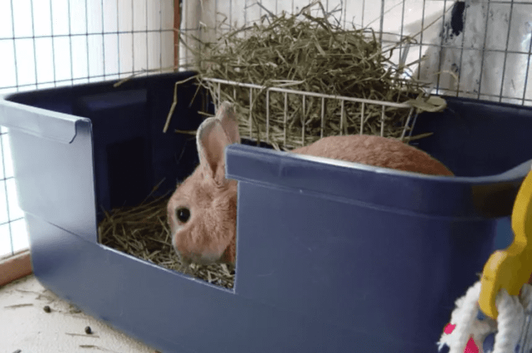 How To Litter Train Your Rabbit? | MyPetCareJoy