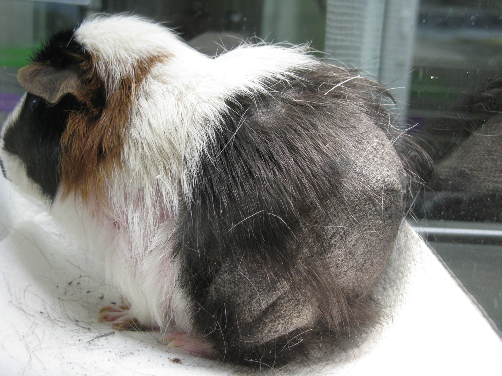 Why Guinea Pigs Lose Hair? | MyPetCareJoy