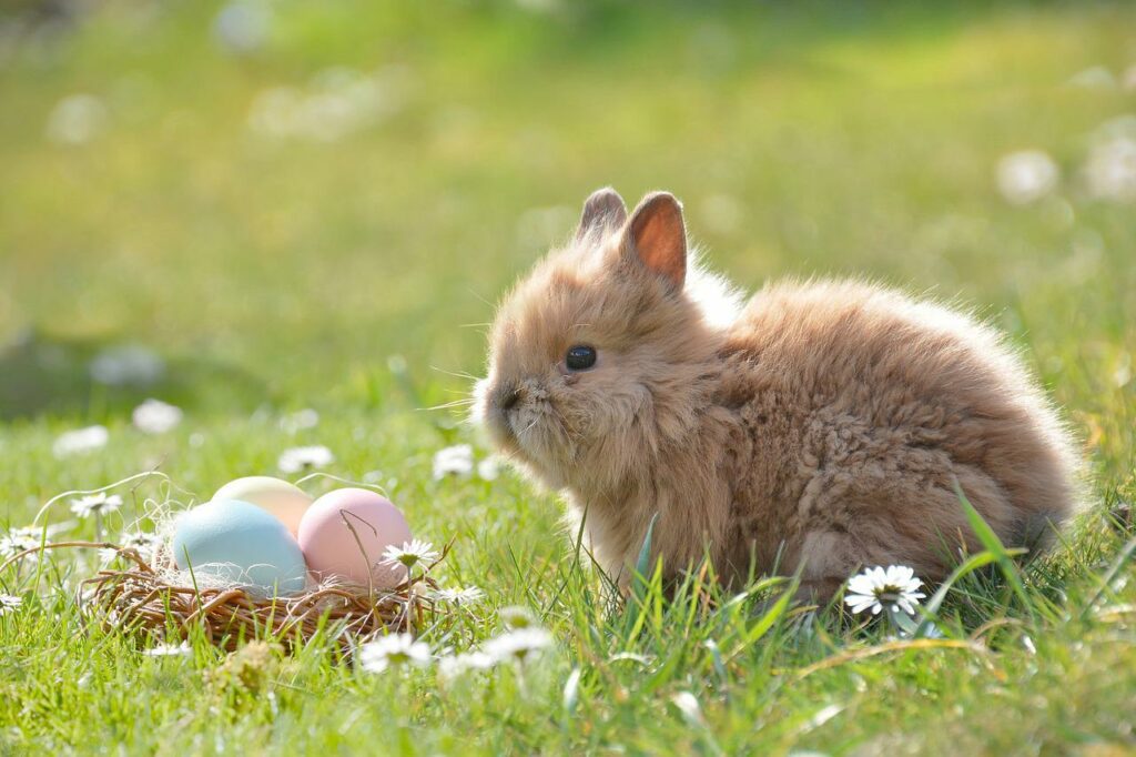 Can Rabbits Lay Eggs? | MyPetCareJoy