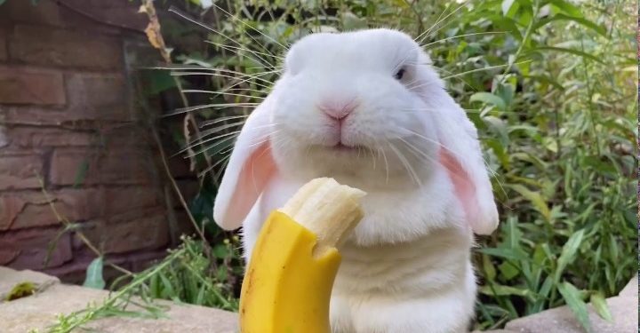 Can Rabbits Eat Bananas? | MyPetCareJoy