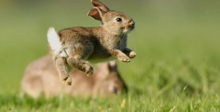 Can Rabbits Jump Over Fences? | MyPetCareJoy